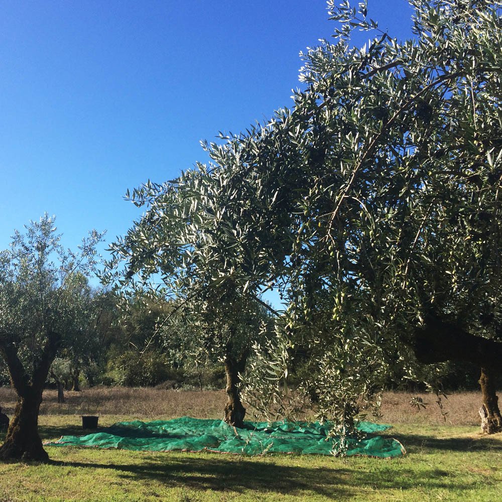 Oilive Oil By Arwyn Jones Ceramics - Handpicked in Portugal Every Year