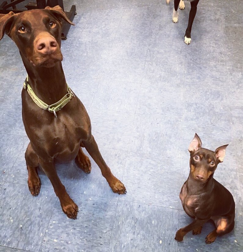 The Mellow Mutt LLC - Grooming Training | Manchester CT