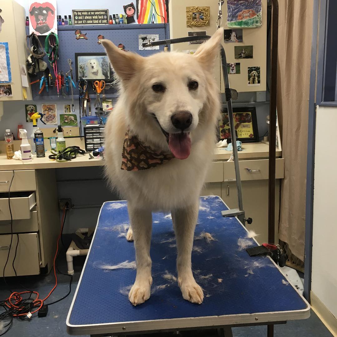 The Mellow Mutt LLC Photo Gallery | Manchester, CT