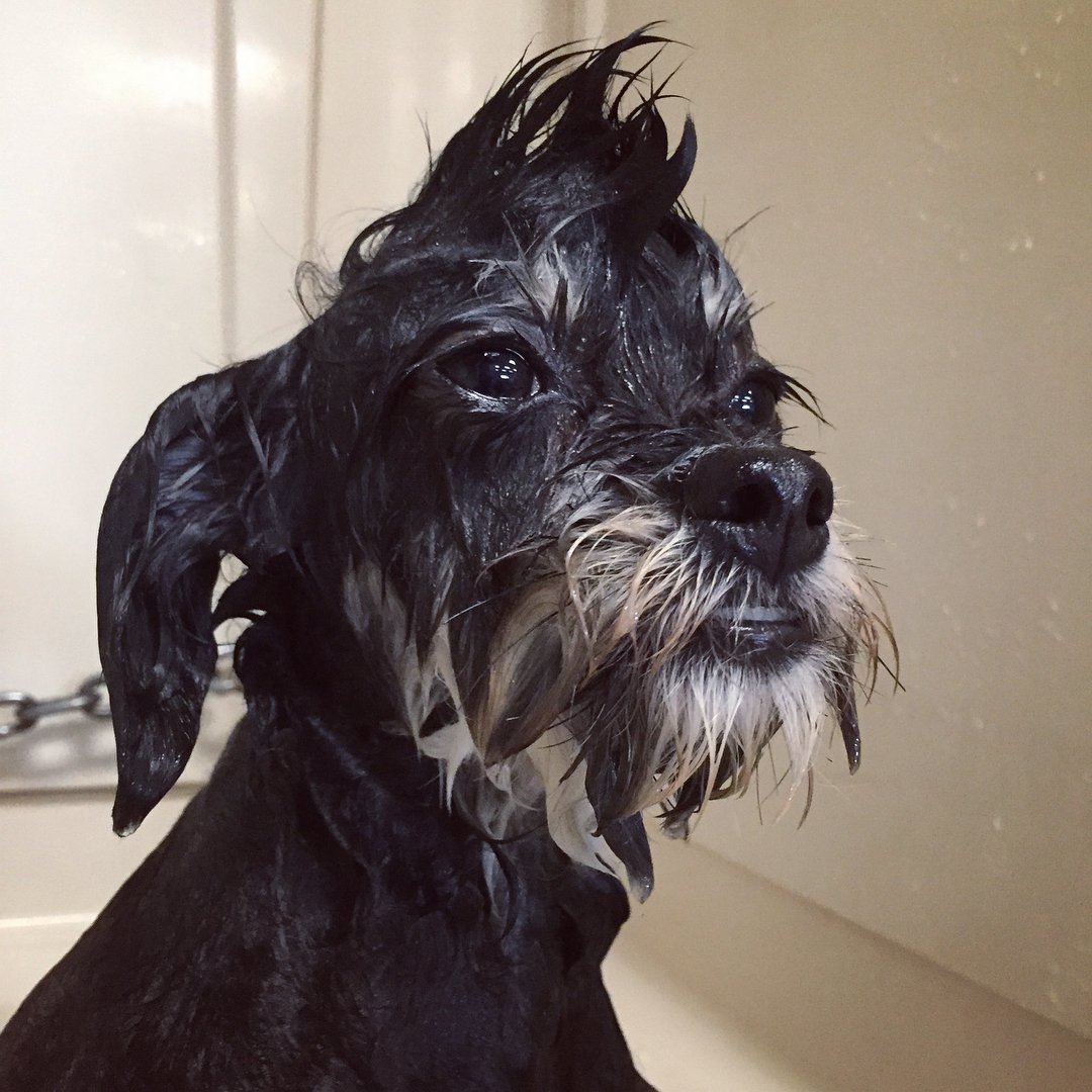 The Mellow Mutt LLC - Grooming Training | Manchester CT