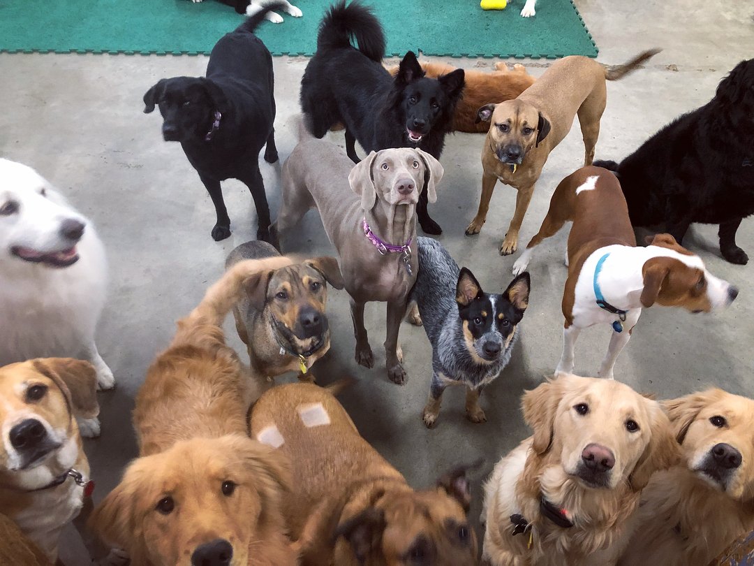 The Mellow Mutt LLC Photo Gallery | Manchester, CT