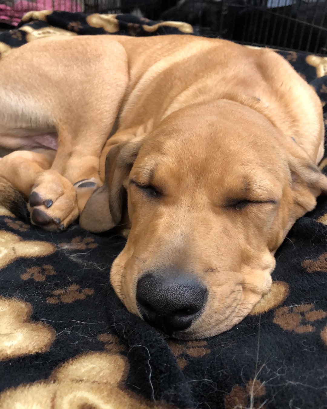 The Mellow Mutt LLC - Grooming Training | Manchester CT