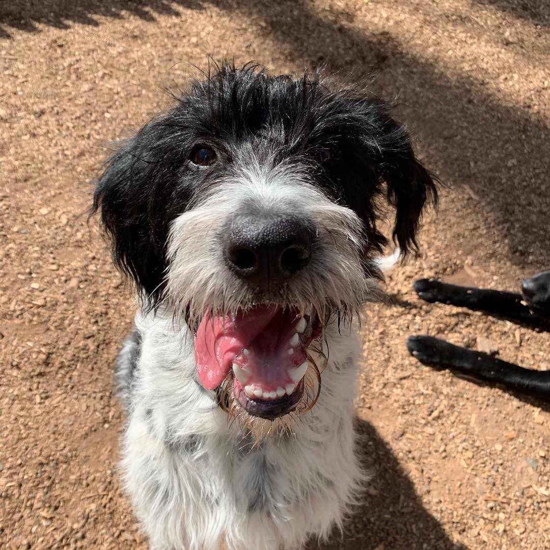 The Mellow Mutt LLC Photo Gallery | Manchester, CT