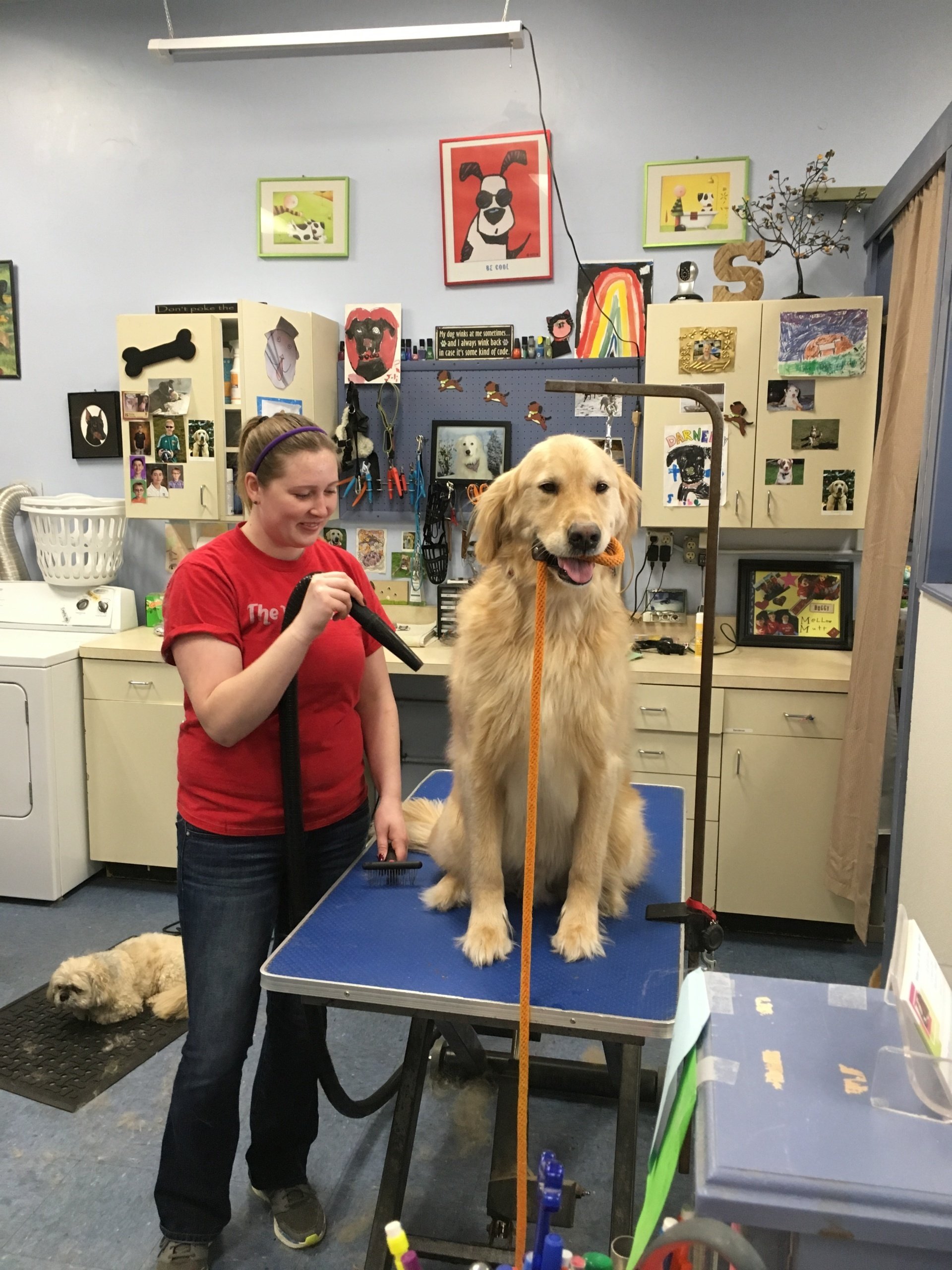 The Mellow Mutt LLC Photo Gallery | Manchester, CT