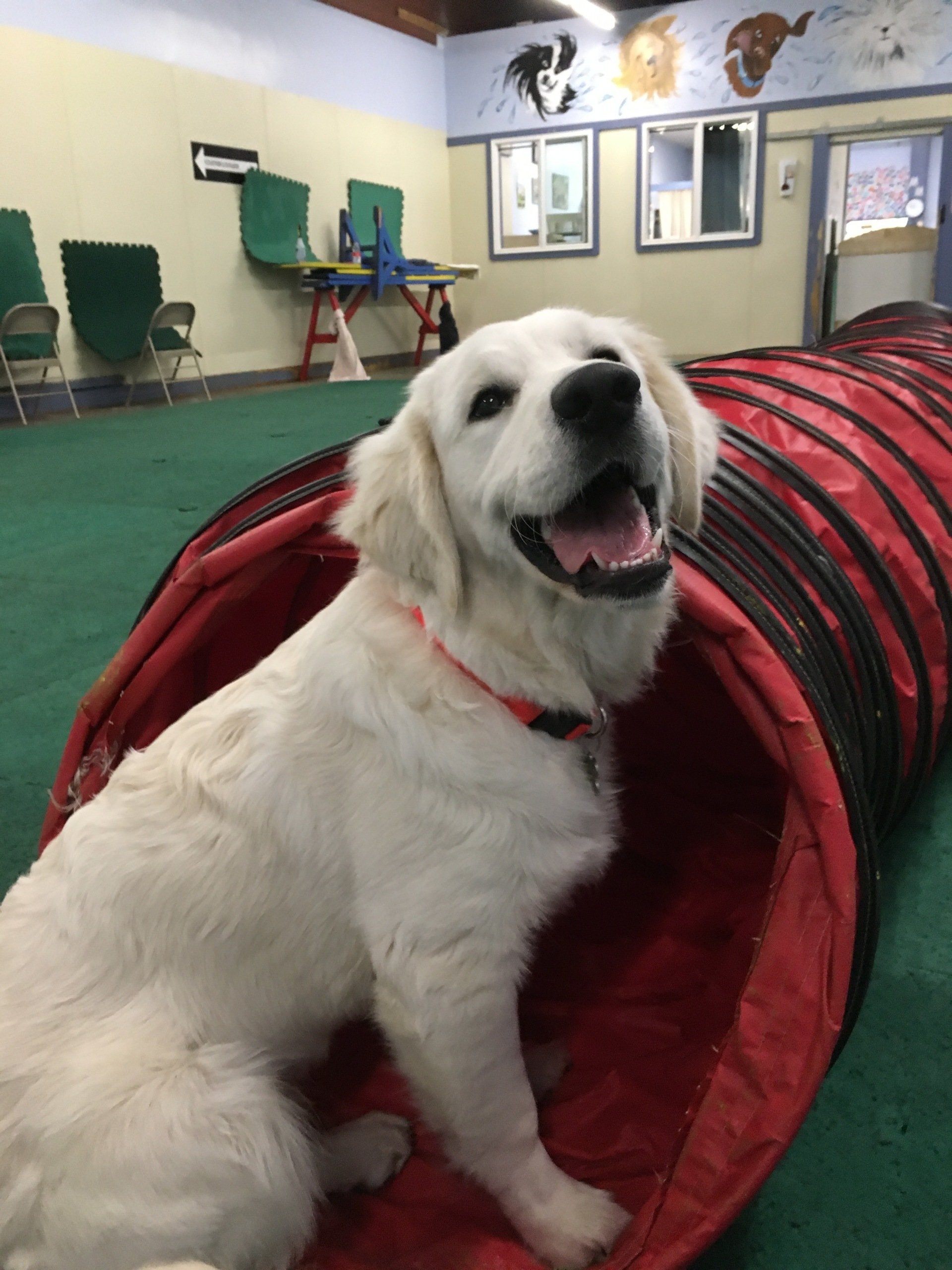 The Mellow Mutt LLC Photo Gallery | Manchester, CT