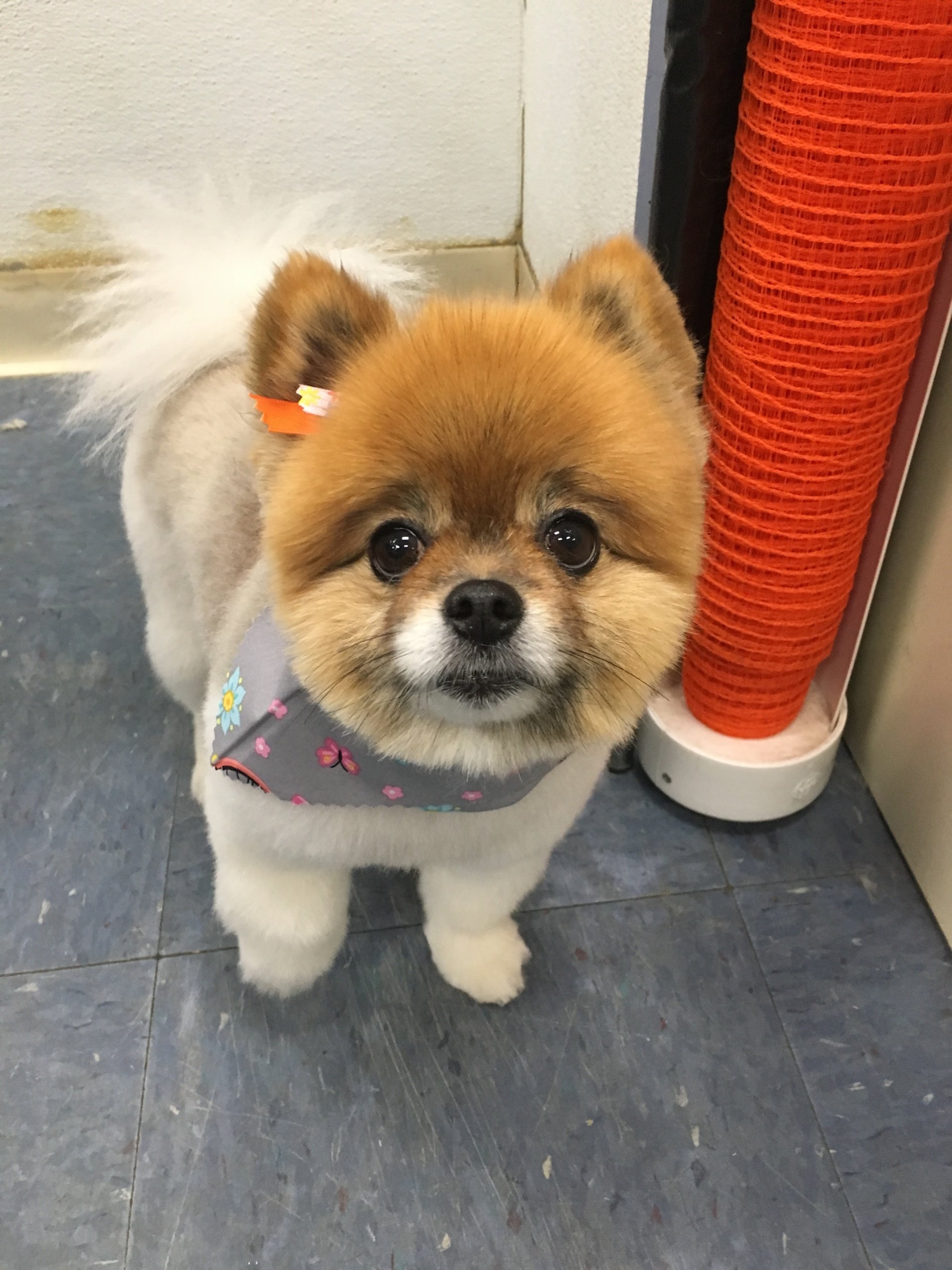 The Mellow Mutt LLC Photo Gallery | Manchester, CT