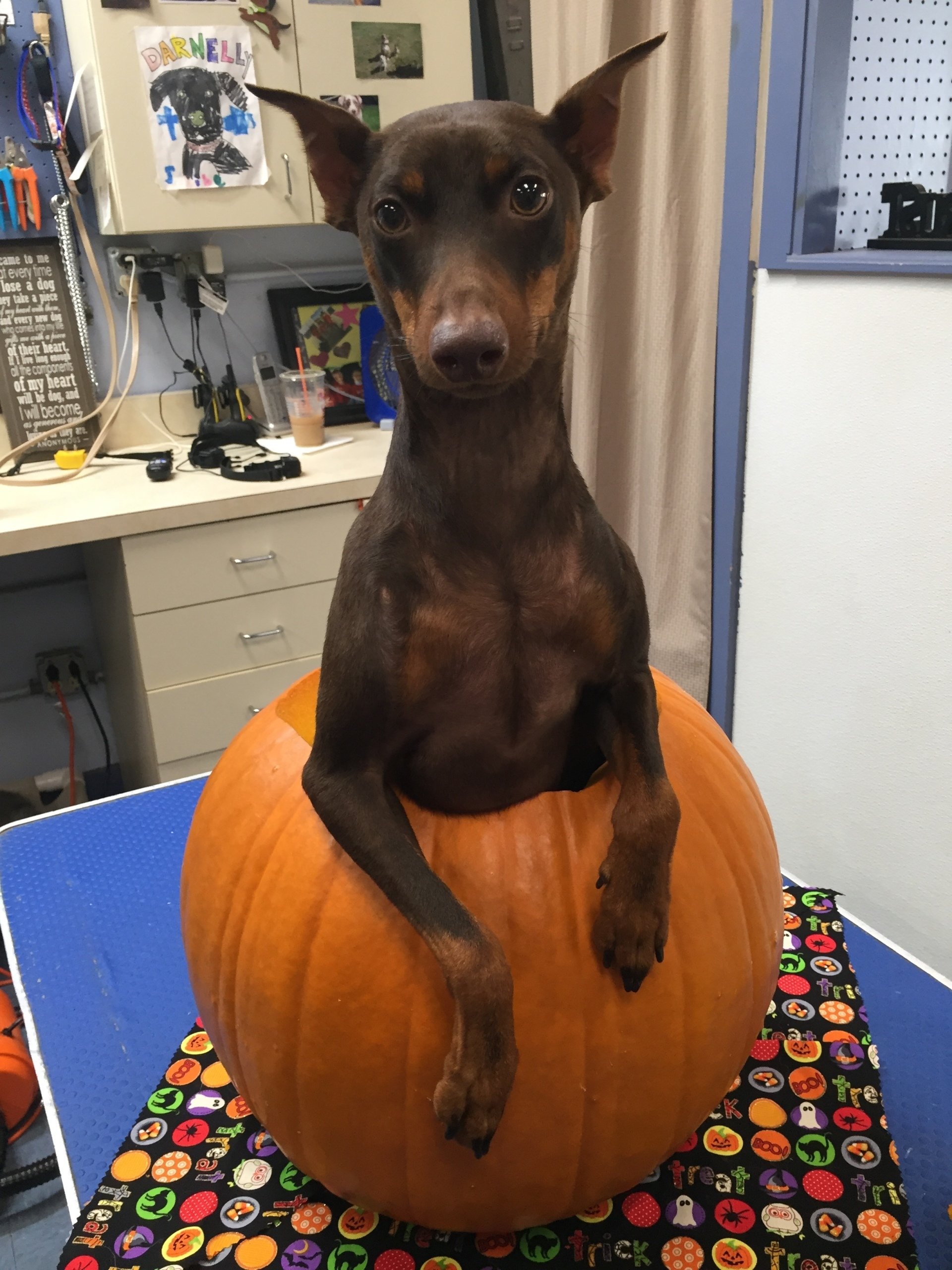 The Mellow Mutt LLC Photo Gallery | Manchester, CT