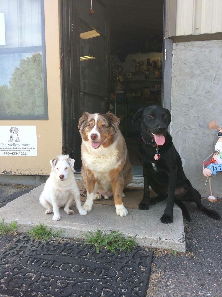 The Mellow Mutt LLC Photo Gallery | Manchester, CT