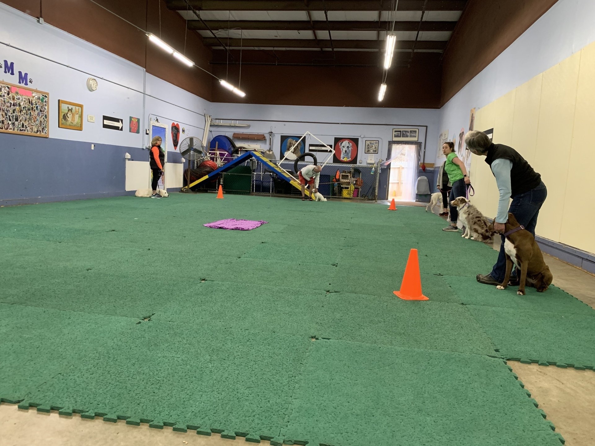 The Mellow Mutt LLC Photo Gallery | Manchester, CT