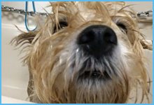 The Mellow Mutt LLC - Grooming Training | Manchester CT