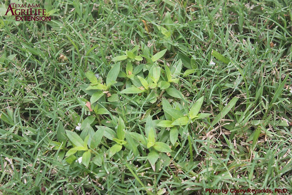 Weed Identification with TNT Lawns