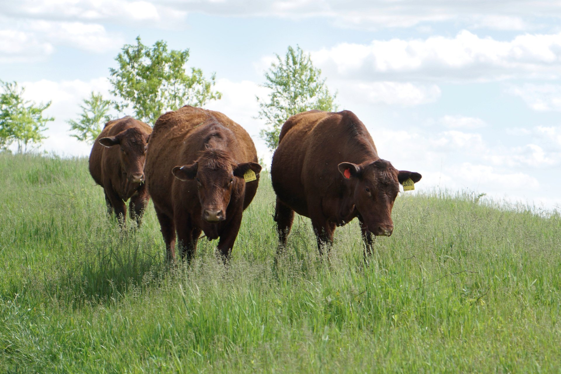 Home [www.berresbeef.com]