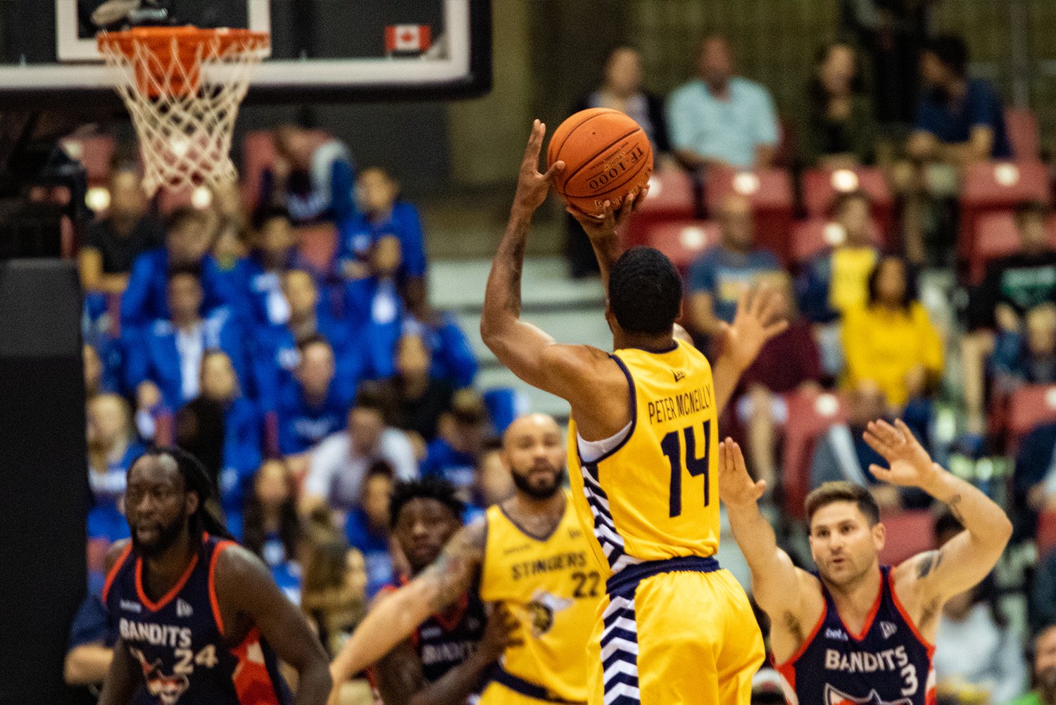 Edmonton Stingers Professional Basketball