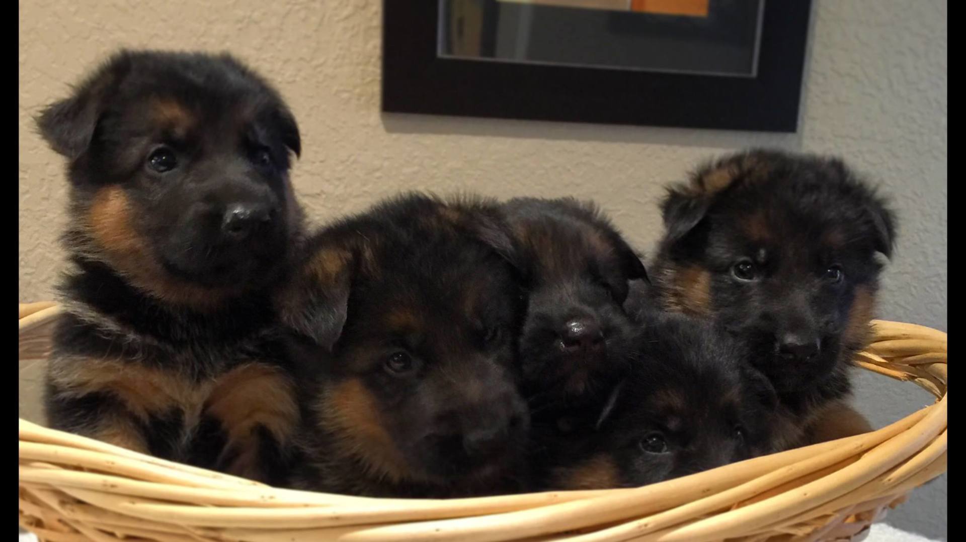 German Shepherd Puppies | Miami - Von Calvo German Shepherds