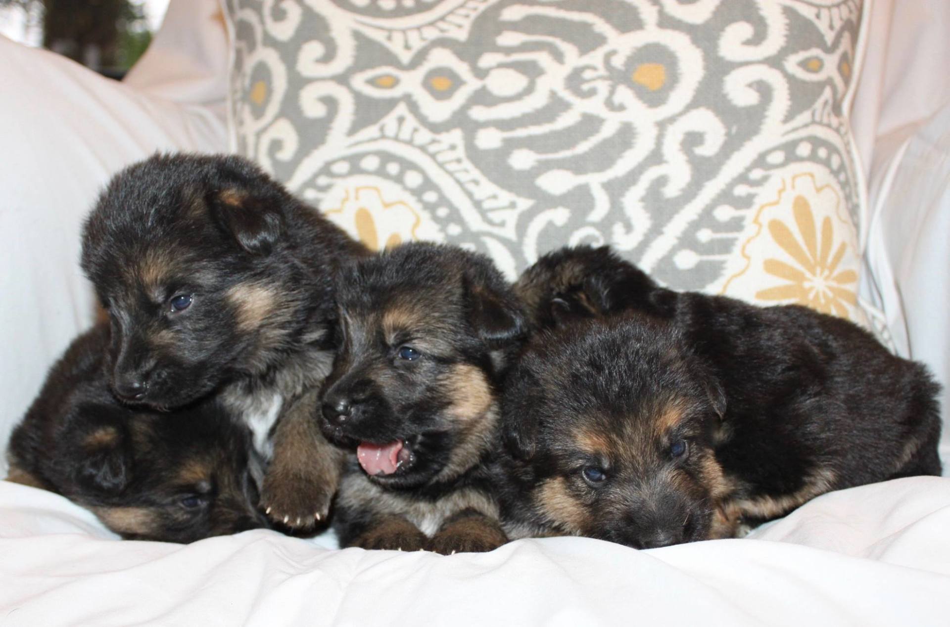 German Shepherd Puppies | Miami - Von Calvo German Shepherds