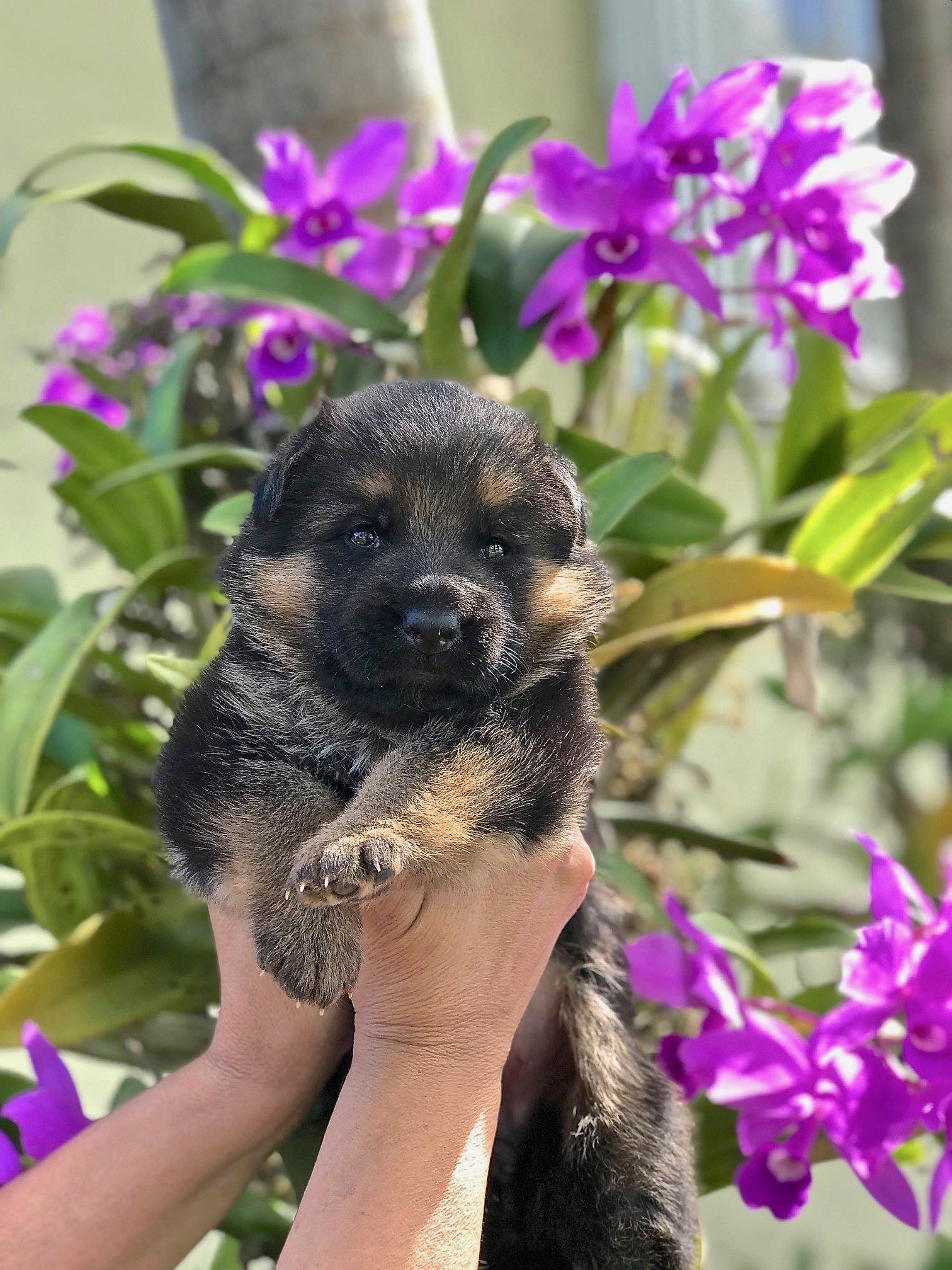 German Shepherd Puppies | Miami - Von Calvo German Shepherds