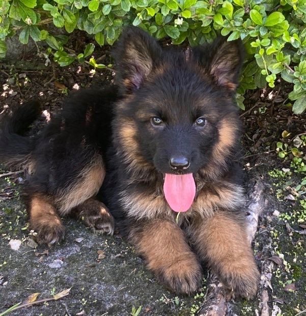 German Shepherd Puppies | Miami - Von Calvo German Shepherds