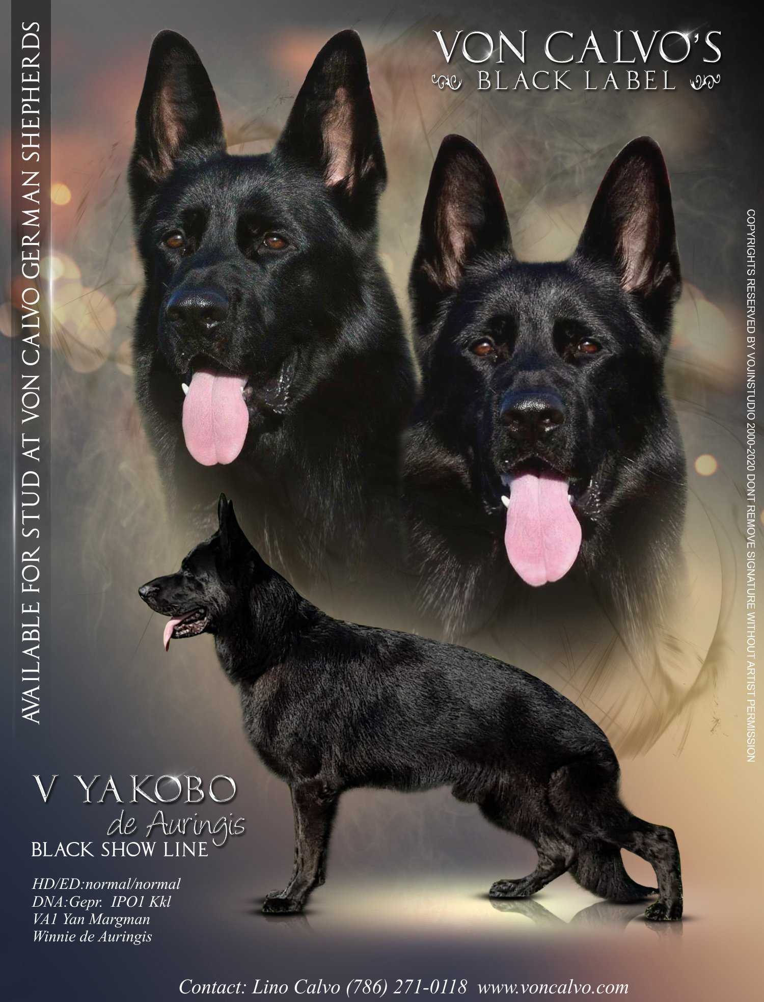 V Yakobo de Auringis | Miami, FL – Von Calvo German Shepherds Inc.