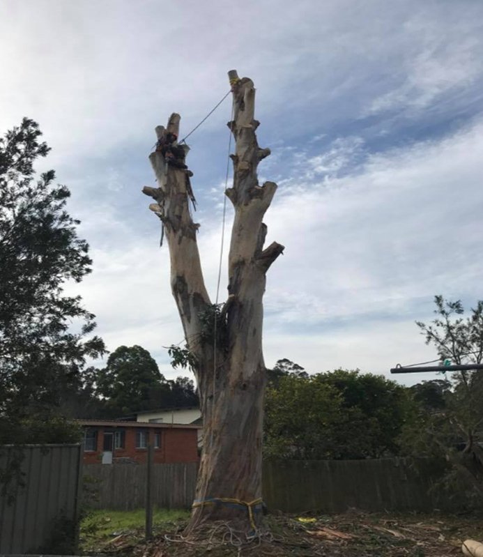 Gallery - Zenith Tree Services