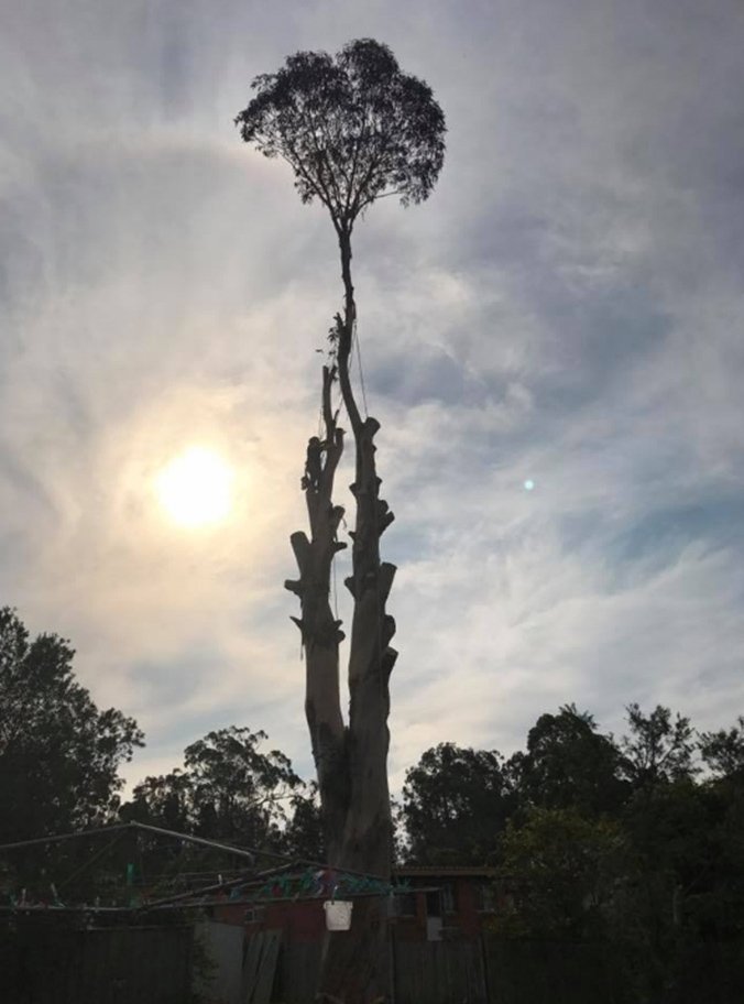 Gallery - Zenith Tree Services