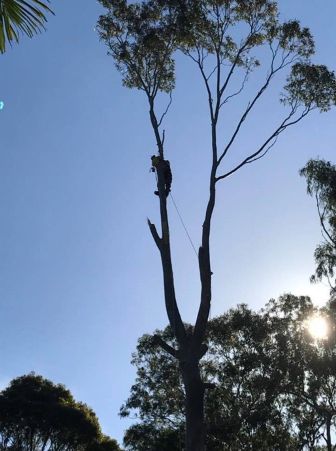 Gallery - Zenith Tree Services