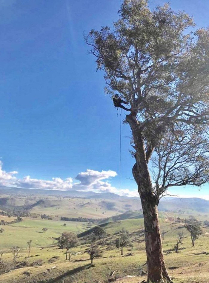 Gallery - Zenith Tree Services