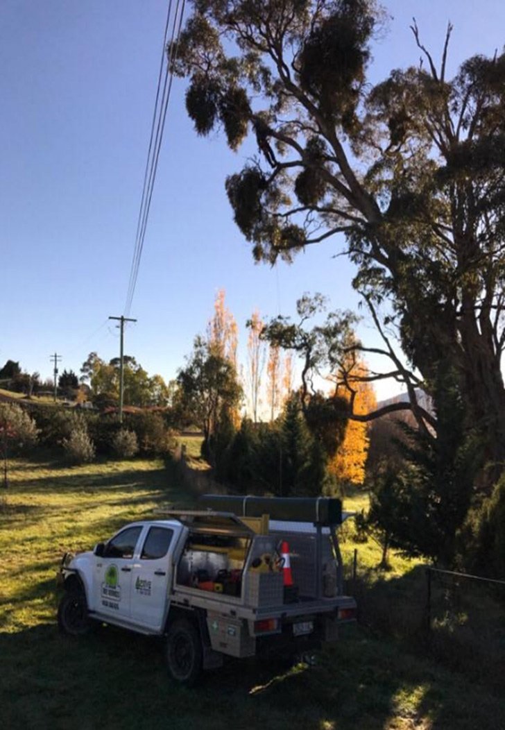 Home - Zenith Tree ServicesZenith Tree Services | Eurobodallah and all ...