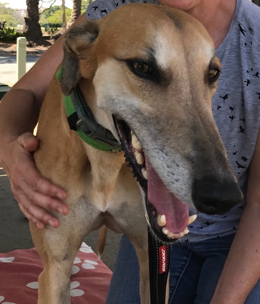 Story Dogs Memorial in Australia | Story Dogs