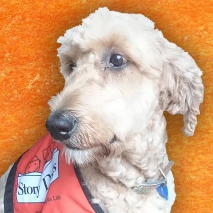 Story Dogs School Programs in Australia | Story Dogs