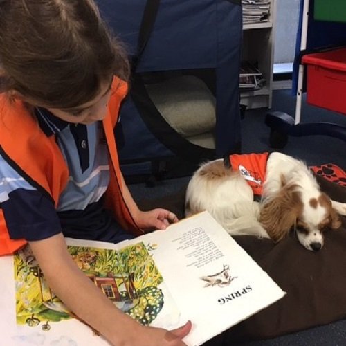 Literacy Charities Serving all of Australia| Story Dogs