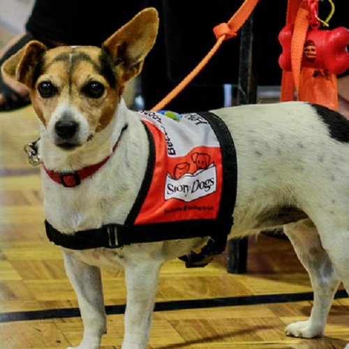 Literacy Charities Serving all of Australia| Story Dogs