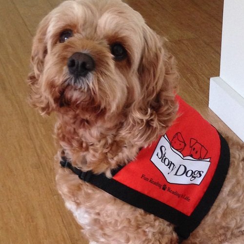 Literacy Charities Serving all of Australia| Story Dogs