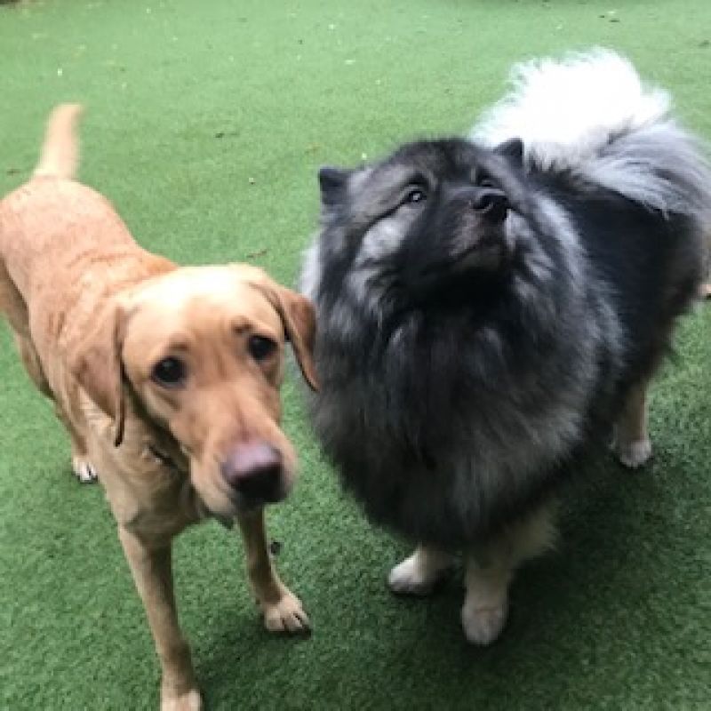 Pet boarding facilities | Shelton Dogs