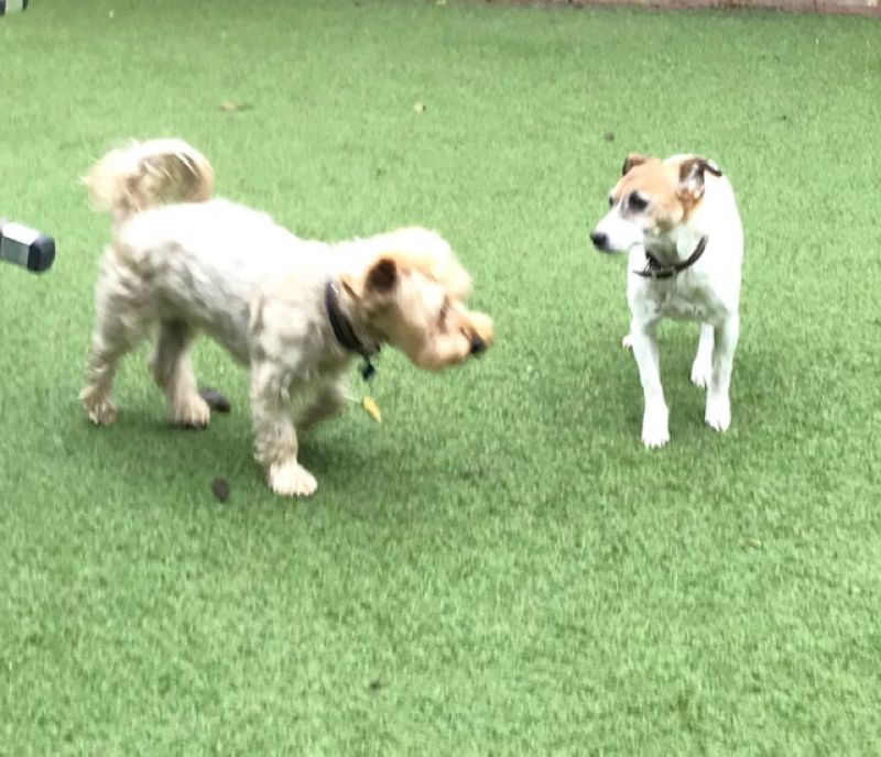 Pet boarding facilities | Shelton Dogs