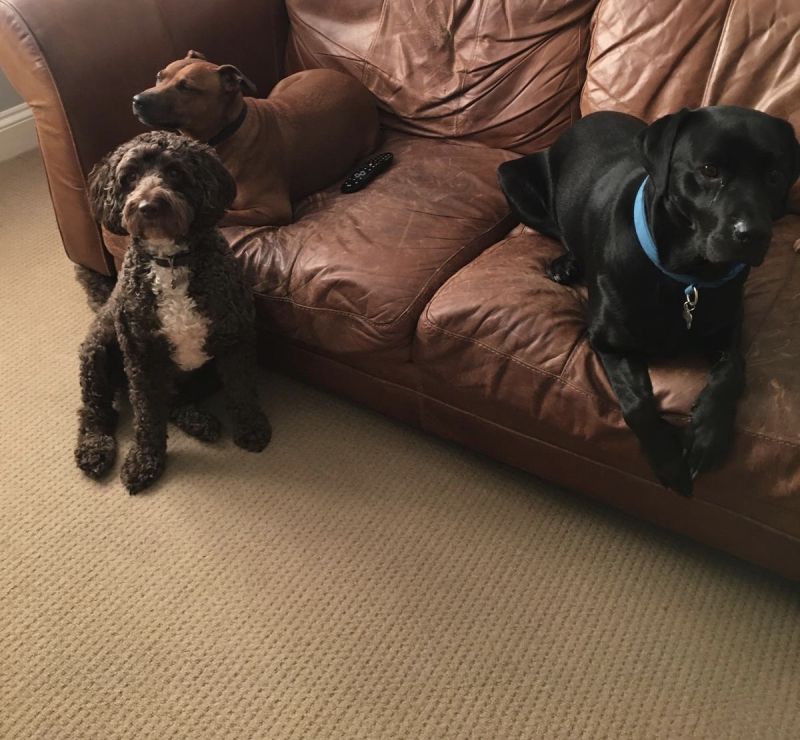 Pet boarding facilities | Shelton Dogs