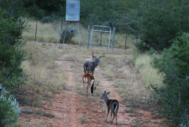 Nuestro Sueño Ranch - Rio Grande City Texas Hunts