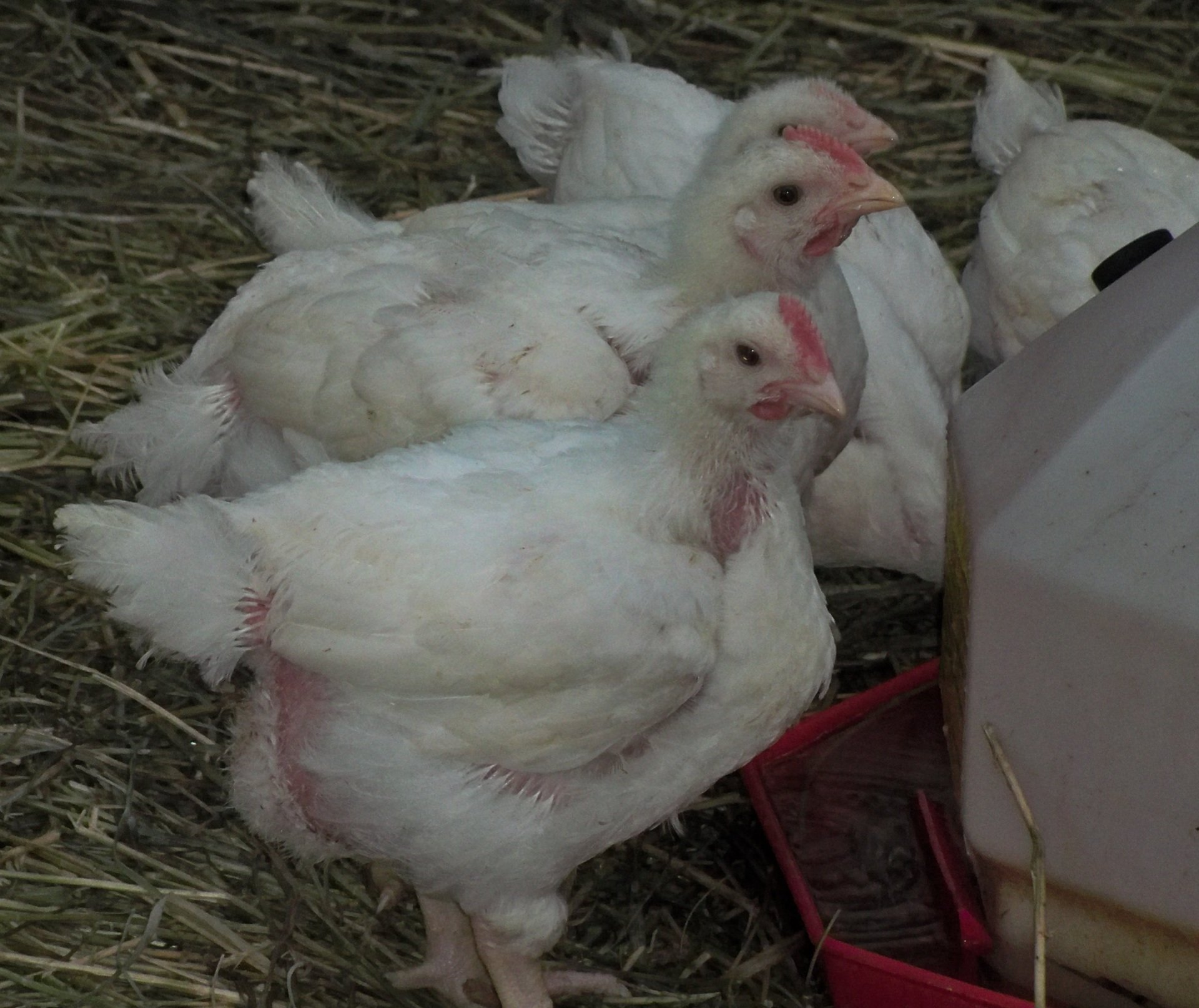 Poultry Feed Charts | RCR Organic Feed Store
