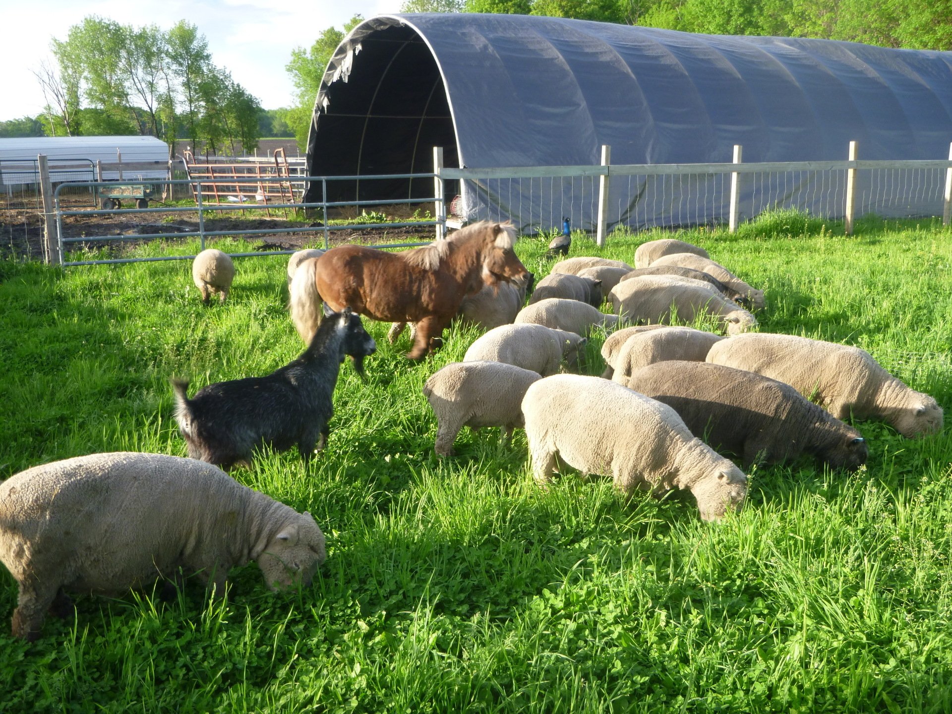 Rivers Critters Ranch | RCR’s Organic Roots - Hamburg, MN