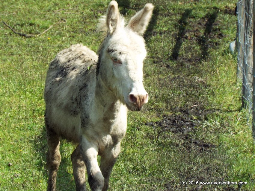 Mediterranean Miniature Donkeys | Rivers Critters Ranch