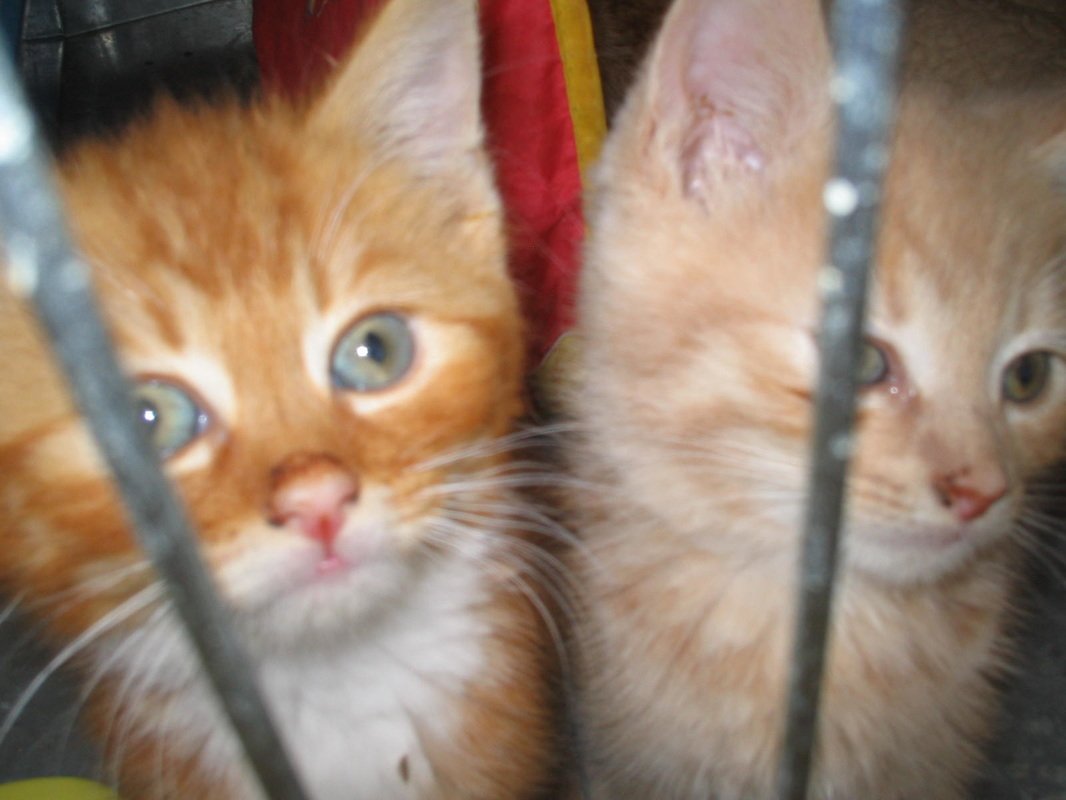 Powys Animal Welfare - Gallery