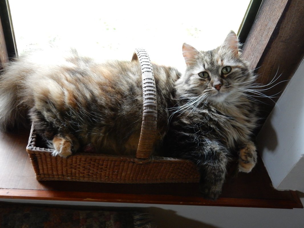 Powys Animal Welfare - Gallery