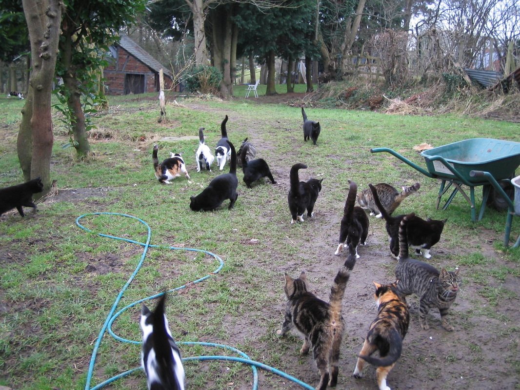 Powys Animal Welfare - Gallery