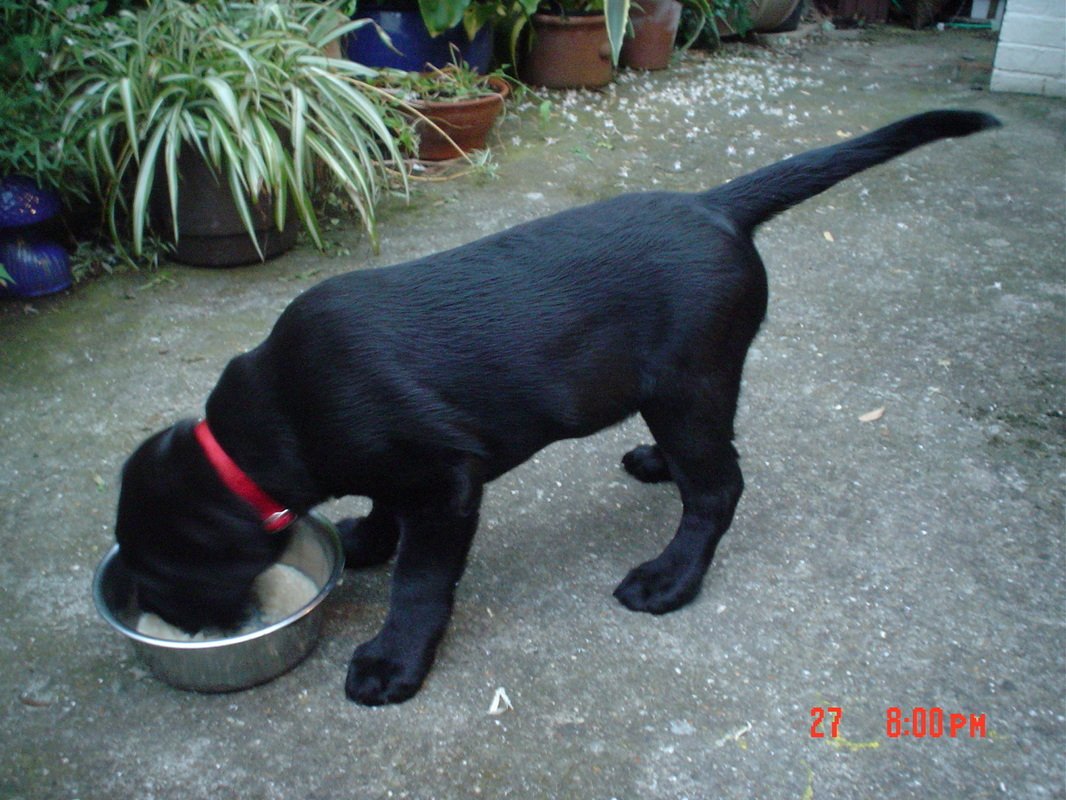 Powys Animal Welfare - Gallery