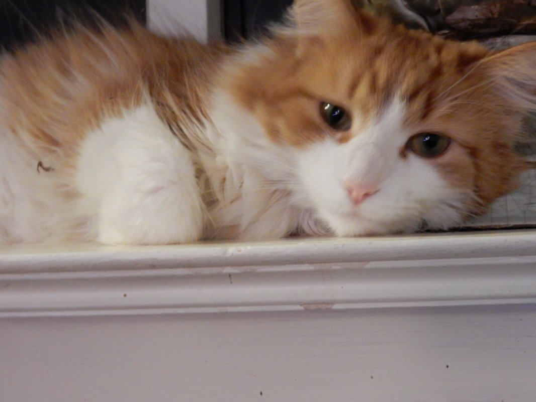 Powys Animal Welfare - Gallery