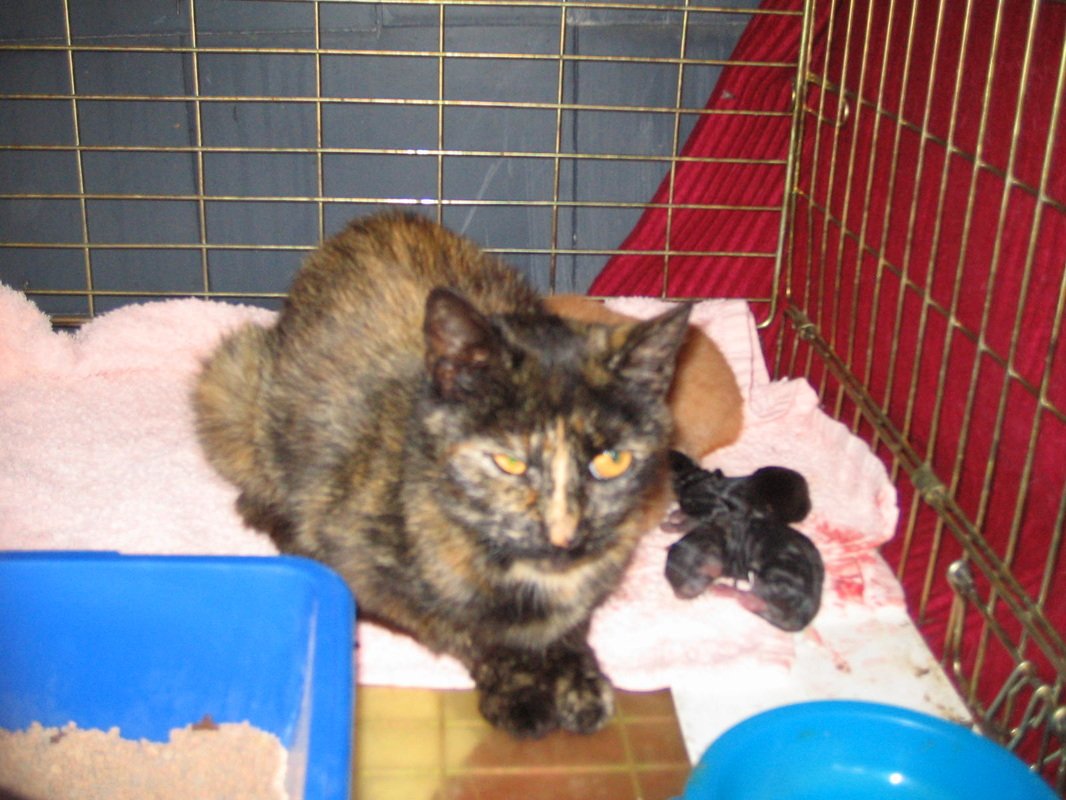 Powys Animal Welfare - Gallery