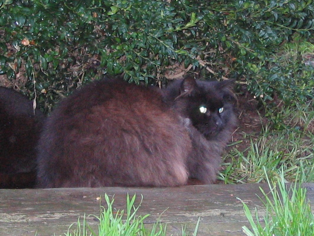 Powys Animal Welfare - Gallery