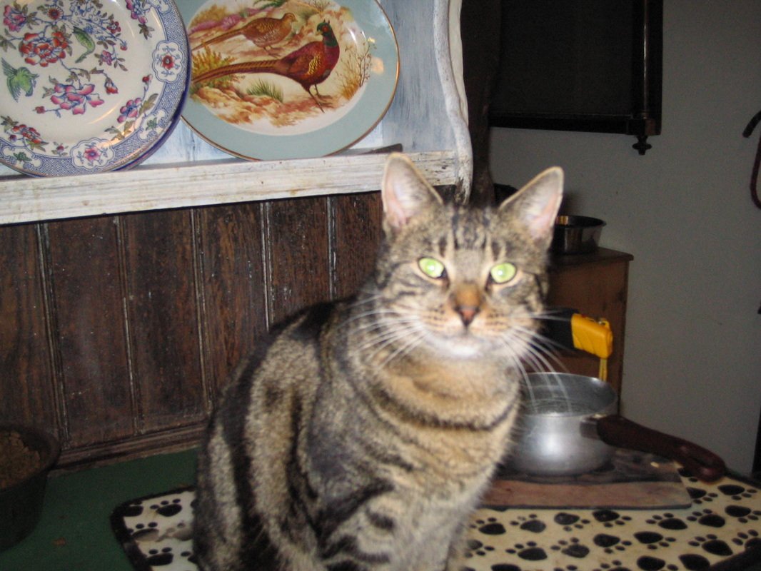 Powys Animal Welfare - Gallery