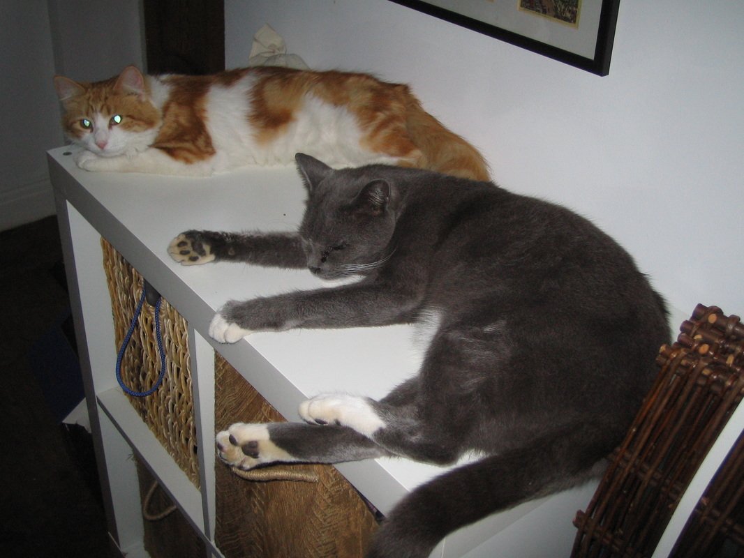 Powys Animal Welfare - Gallery