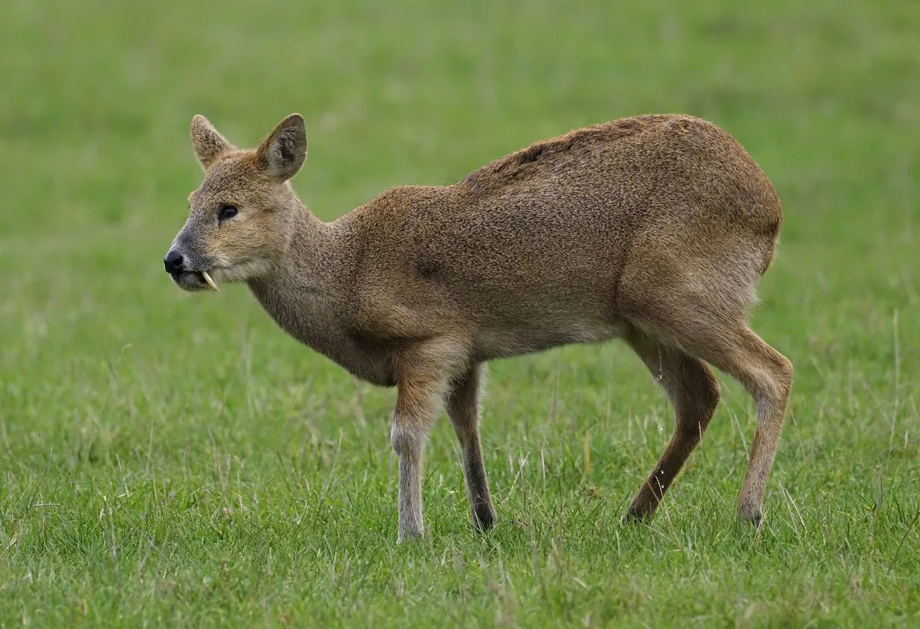 Species of Deer