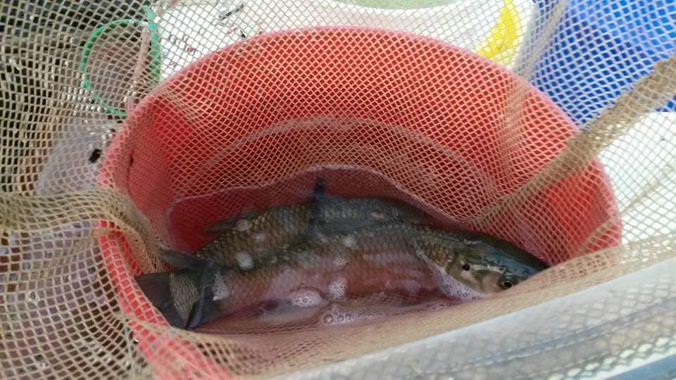 Fish Stocking | Chesterton, IN | Lake & Pond Biologists LLC